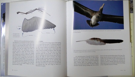 Birds in Flight - The Art and Science of How Birds Fly - Biodiversidade ...