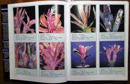 The Book of Bromeliads and Hawaiian Tropical Flowers - Biodiversidade Books