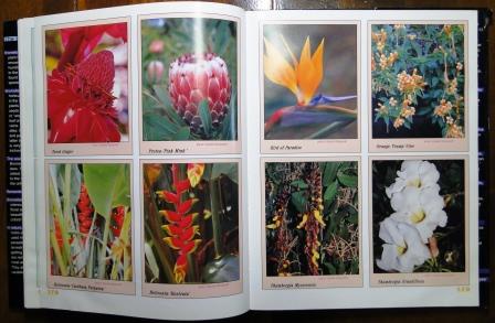 The Book of Bromeliads and Hawaiian Tropical Flowers - Biodiversidade Books