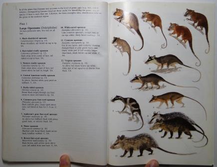 Neotropical Rainforest Mammals: A Field Guide - Biodiversidade Books